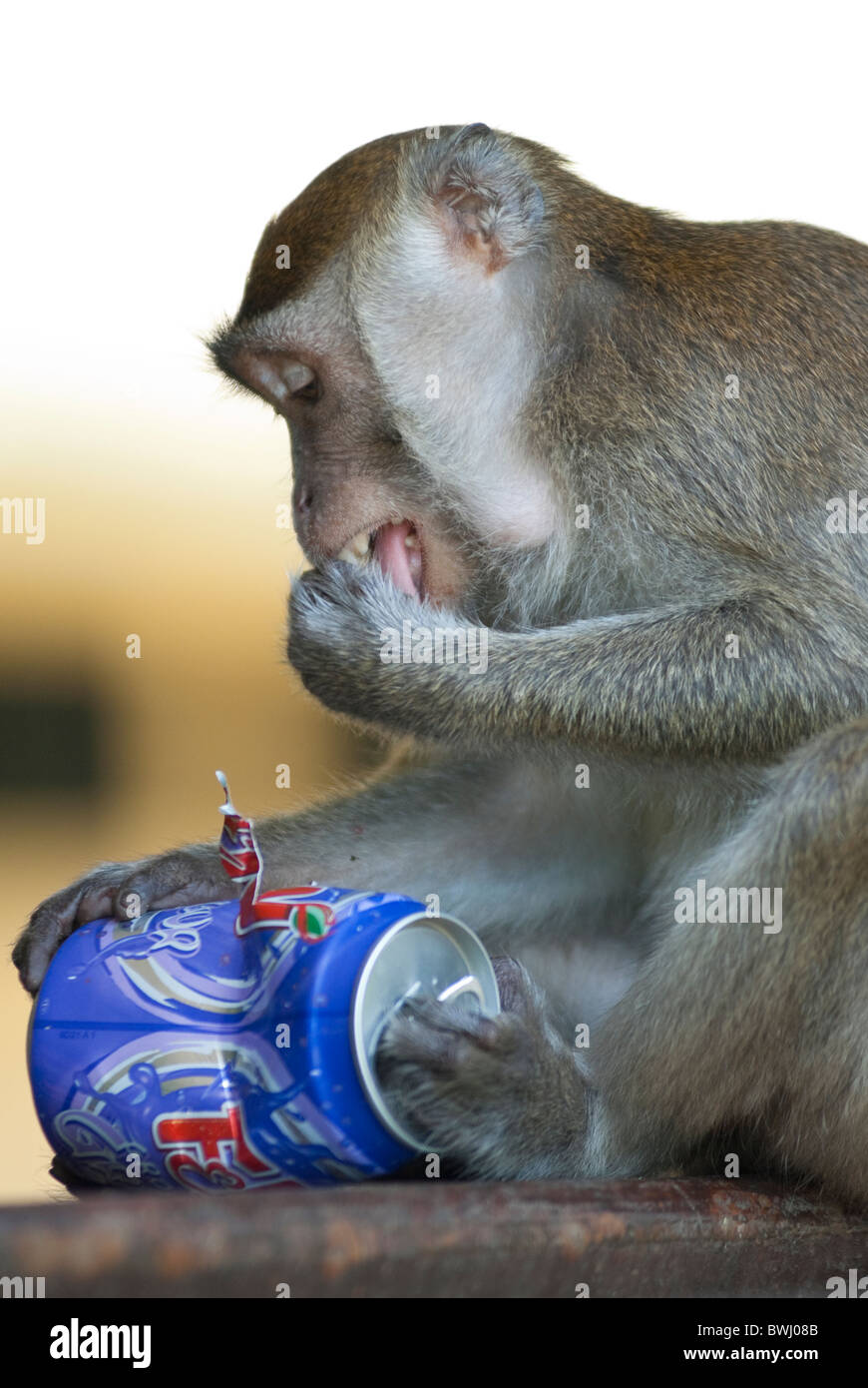 Macaque monkey hi-res stock photography and images - Alamy