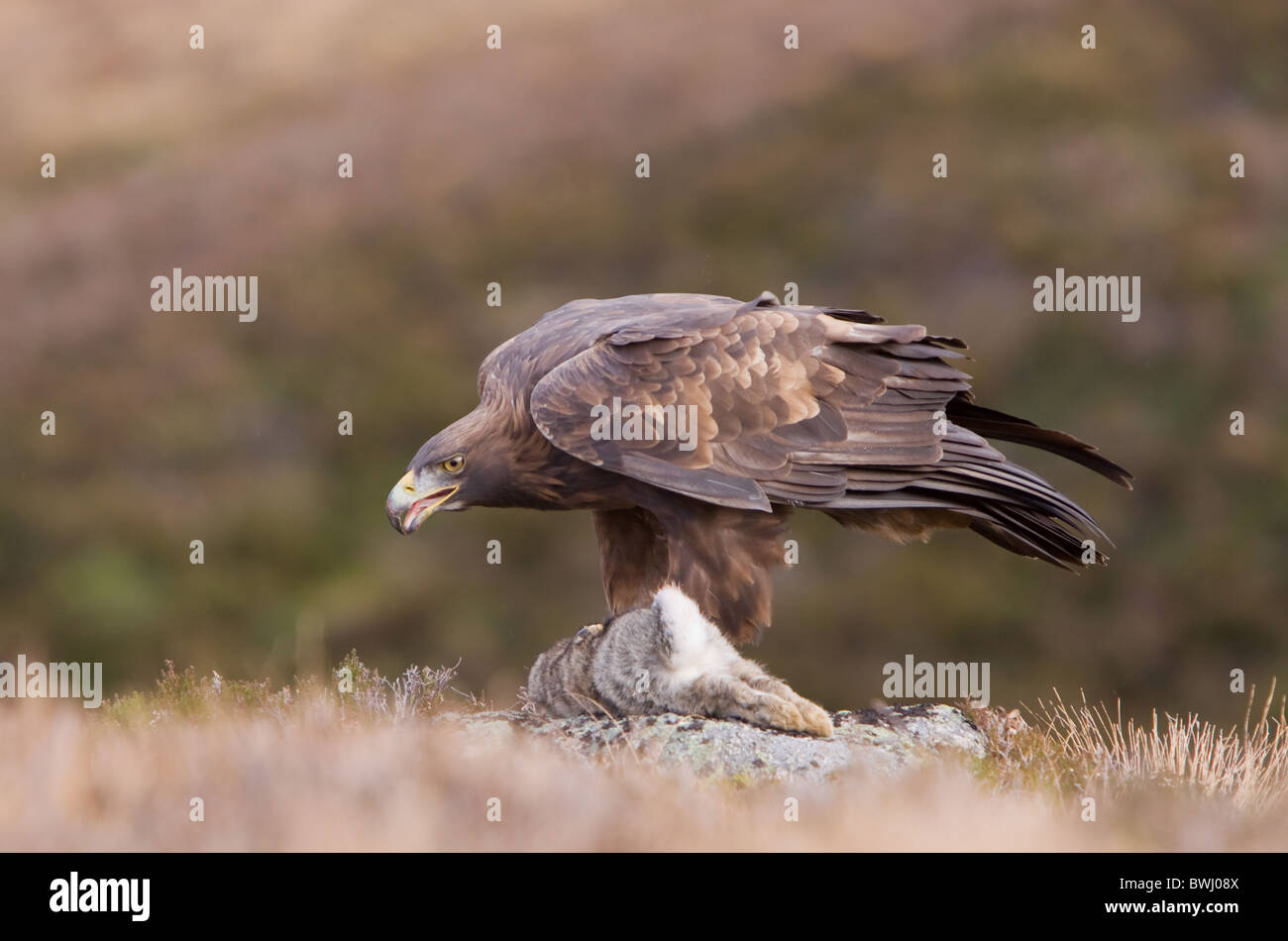 Eagle catching rabbit hi-res stock photography and images - Alamy