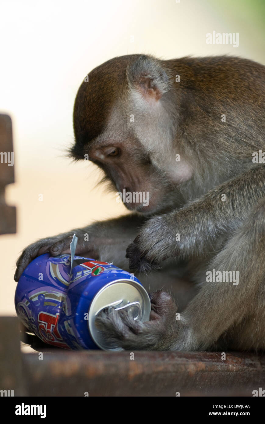 Funny macaque playing with a drink can Stock Photo - Alamy