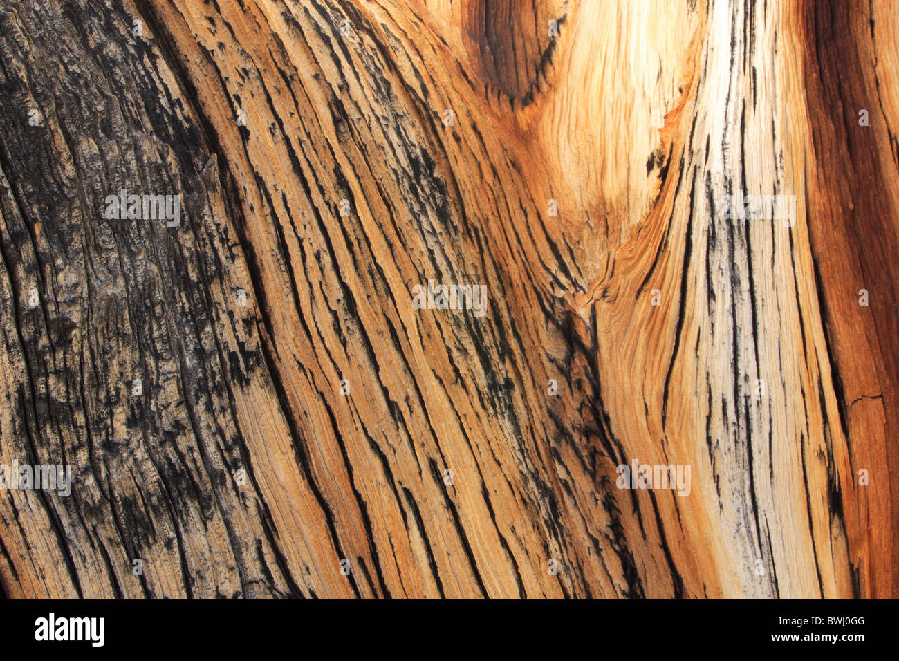 Bristlecone Pine old jaw pine Pinus longaeva Ancient Britlecone Pine ...
