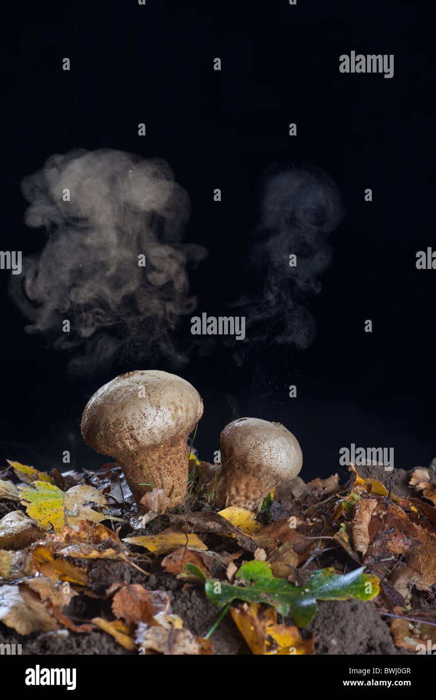 Puffball spores hi-res stock photography and images - Alamy