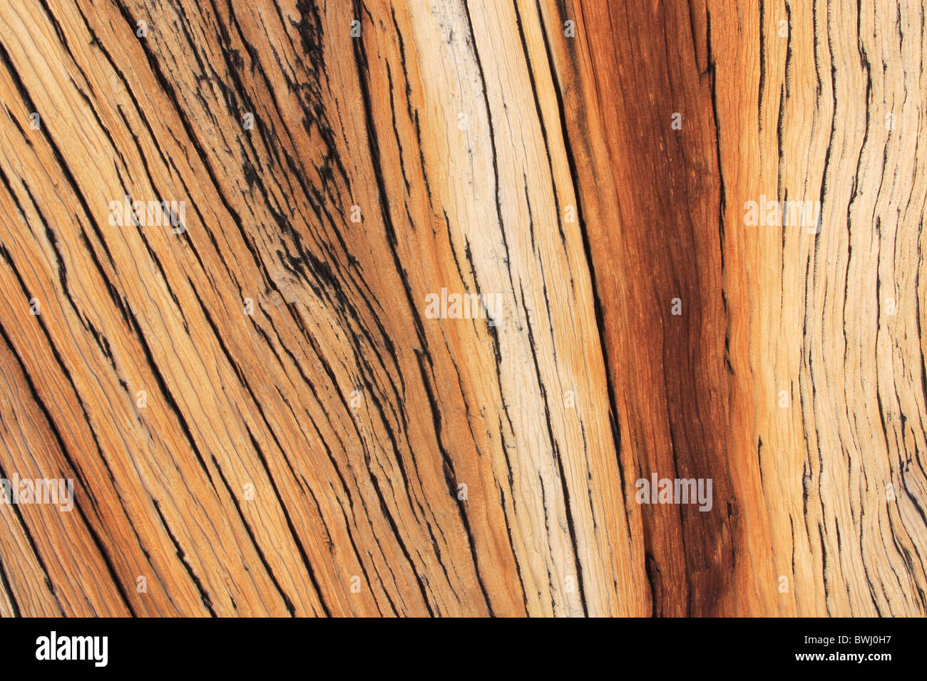 Bristlecone Pine old jaw pine Pinus longaeva Ancient Britlecone Pine ...