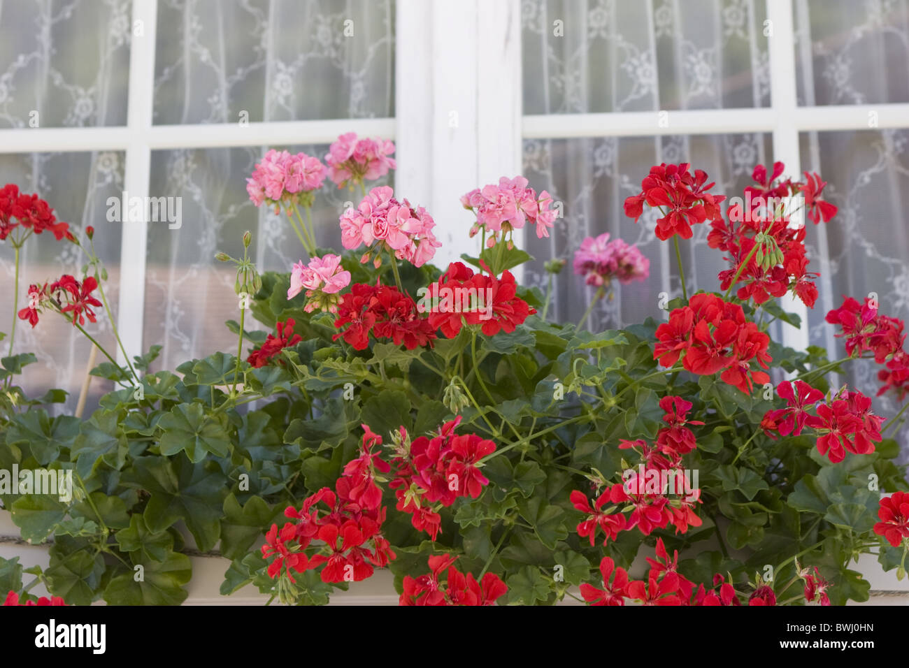 Red Geraniums In Pot High Resolution Stock Photography and Images - Alamy