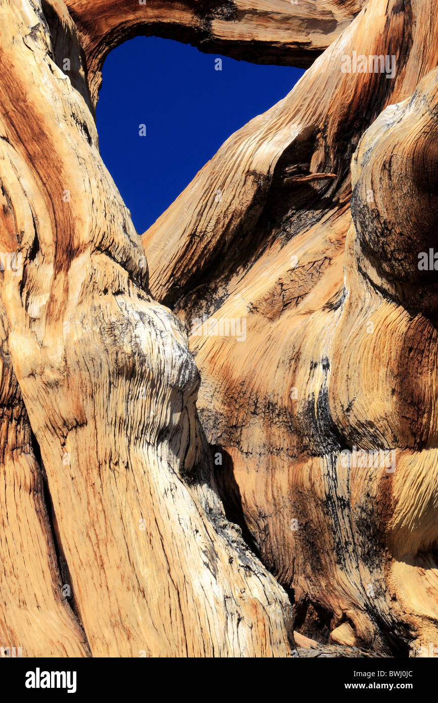 Bristlecone Pine old jaw pine Pinus longaeva Ancient Britlecone Pine ...