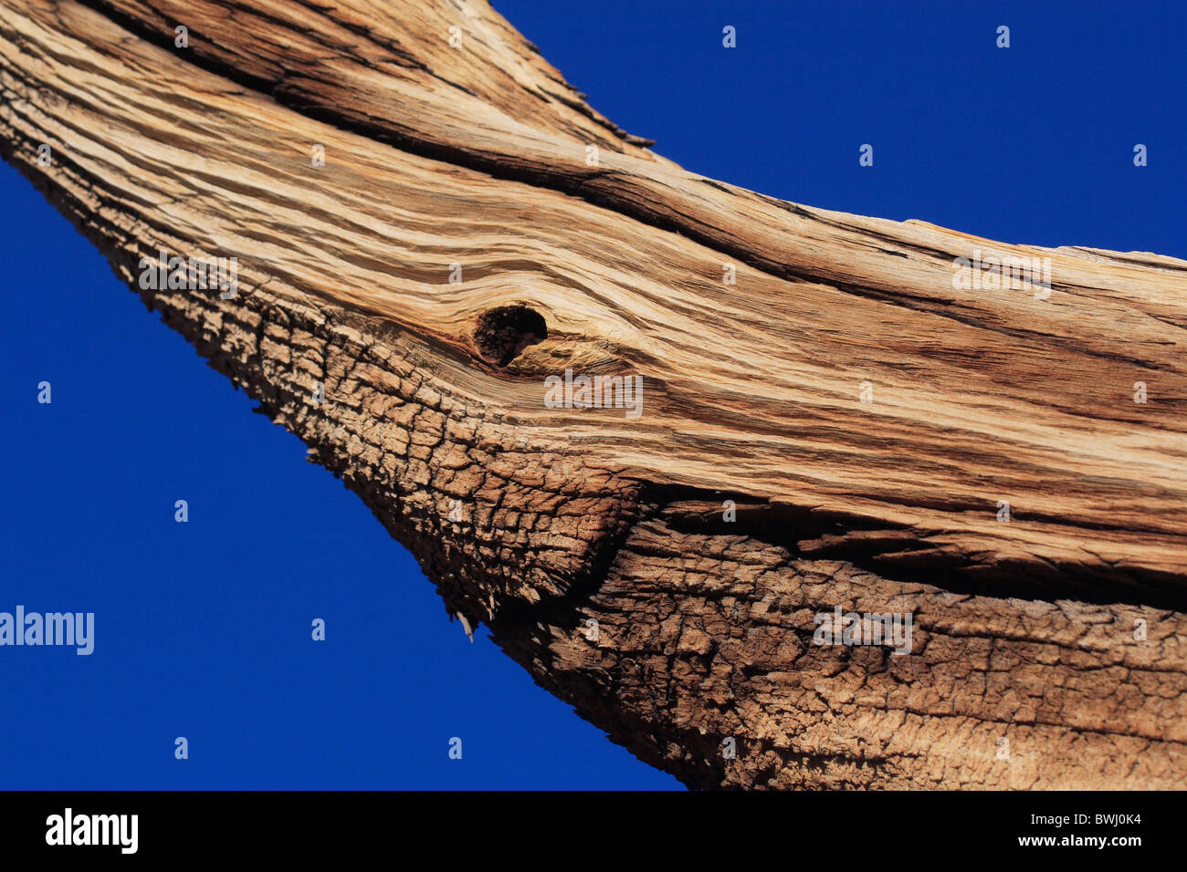 Bristlecone Pine old jaw pine Pinus longaeva Ancient Britlecone Pine ...