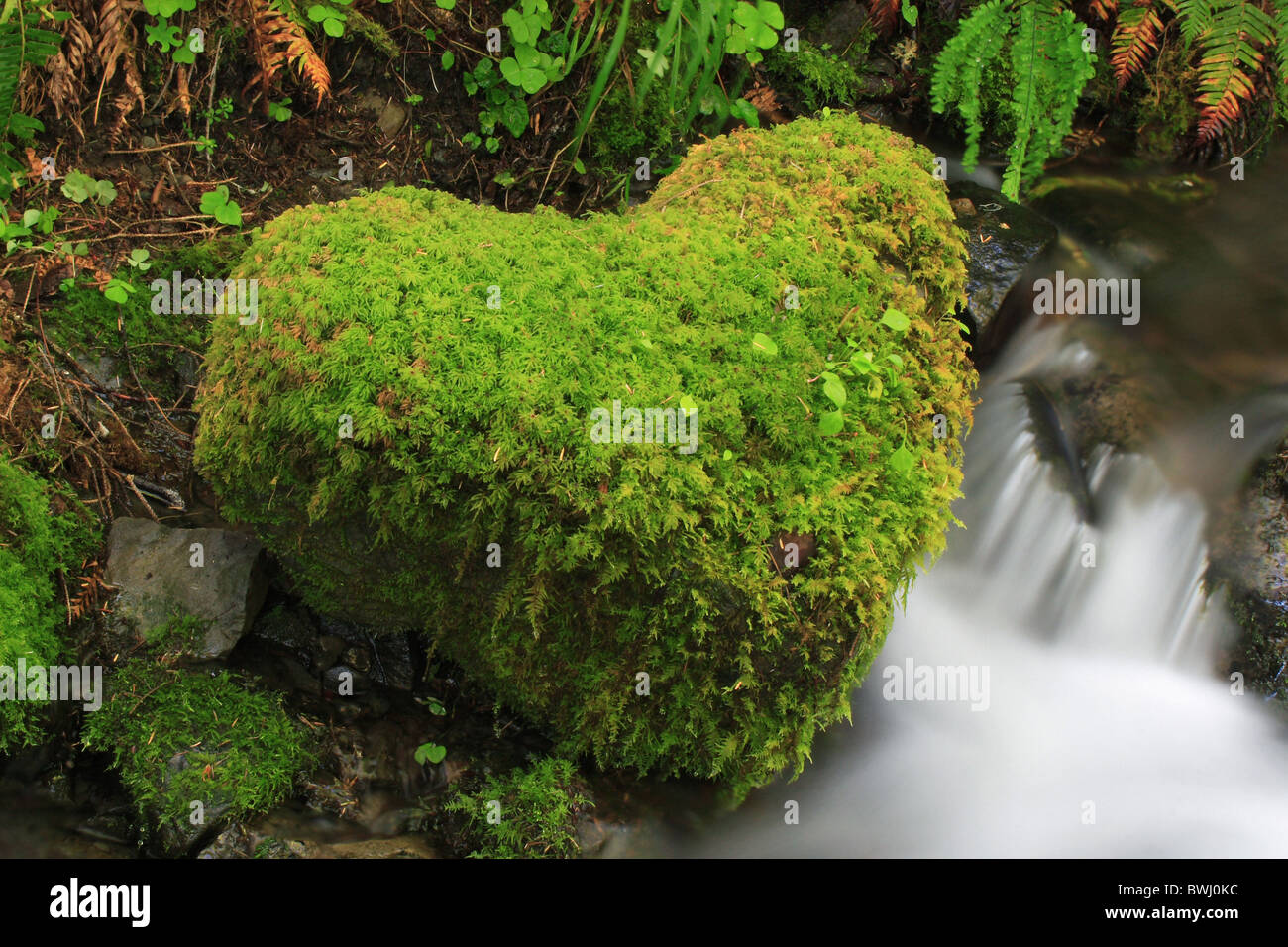 High margin Forest High River Olympic national park park semitropical ...