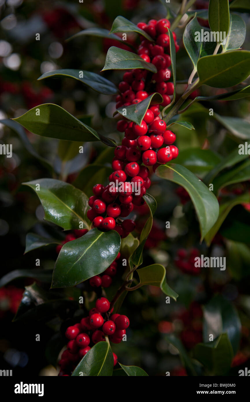Red berries on a holly bush Autumn UK - European Holly (Ilex aquifolium ...