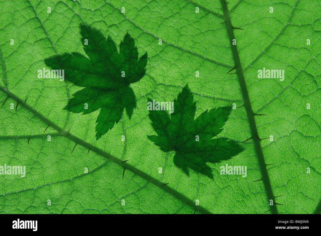 maple leaf maple Acer two silhouette shadow tear sheet leaf veins veins ...