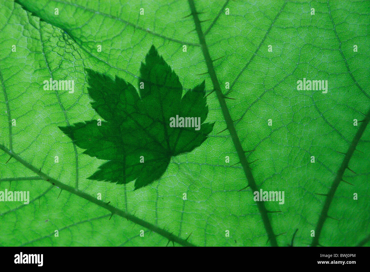 maple leaf maple Acer one individual one silhouette shadow tear sheet ...