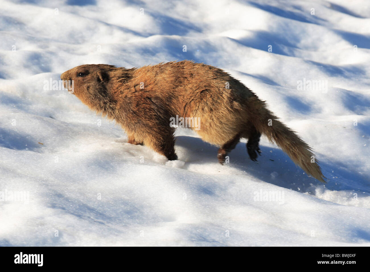 Hoary Marmot Marmota caligata spring snow run running jumping jump ...