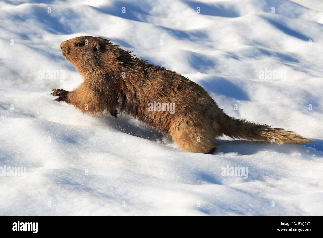 Hoary Marmot Marmota caligata spring snow run running jumping jump ...