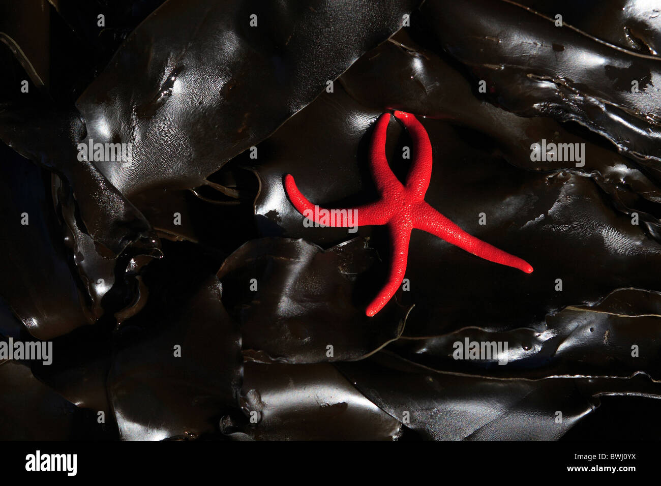 starfish Henricia leviuscula Blood Starfish Blood Seastar Henricia ...