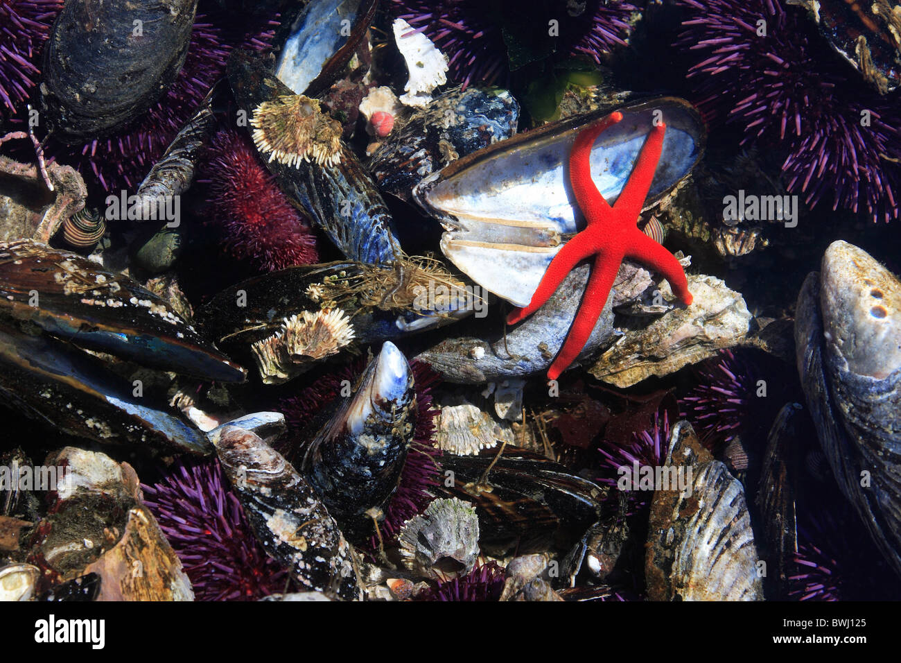 10820397 hi-res stock photography and images - Alamy