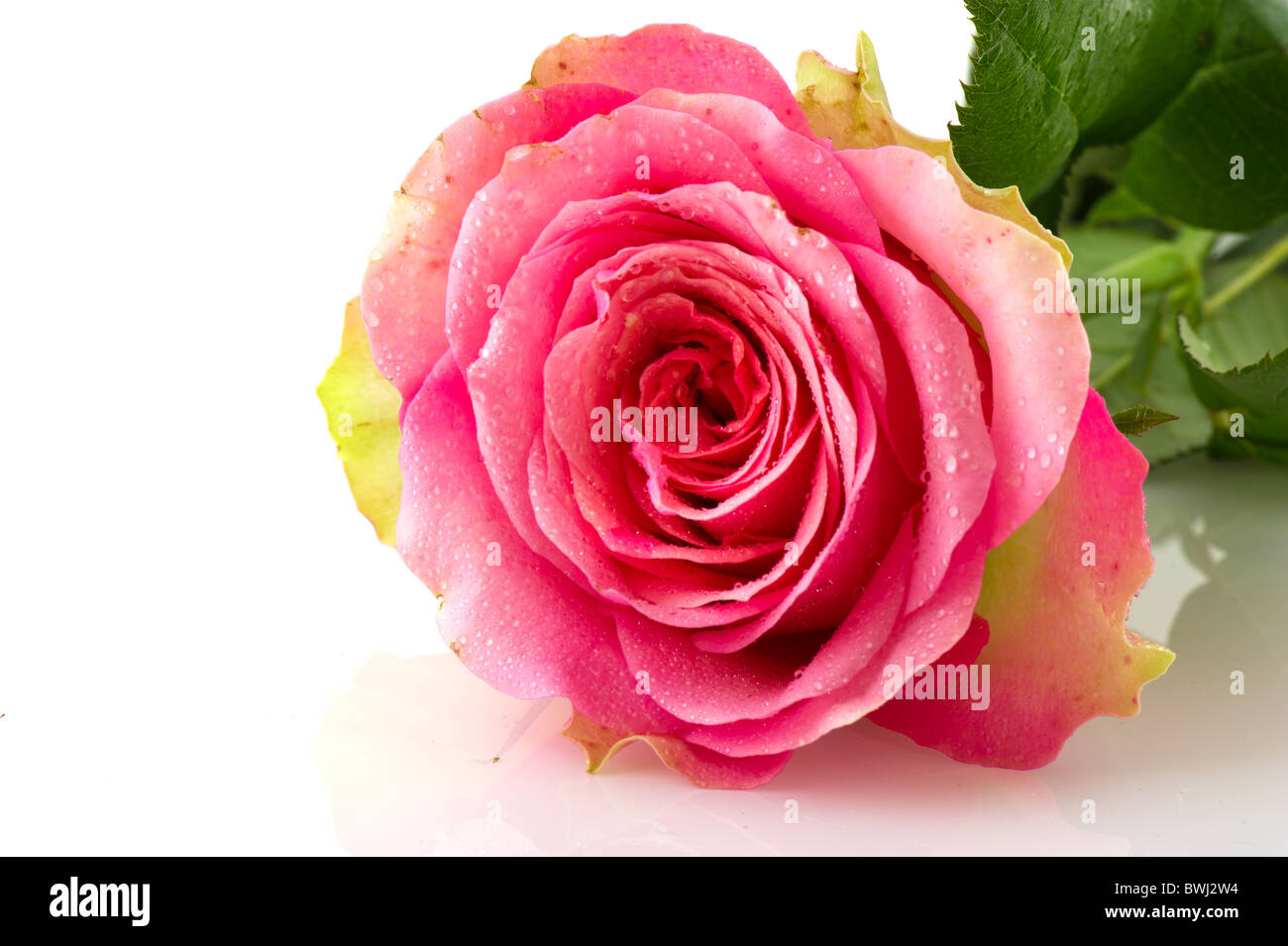 Single beautiful pink rose isolated over white Stock Photo - Alamy