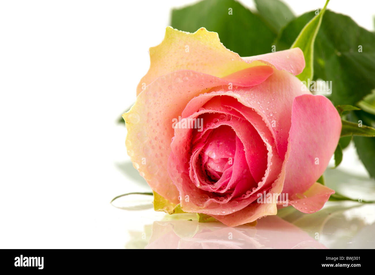 Single beautiful pink rose isolated over white Stock Photo - Alamy