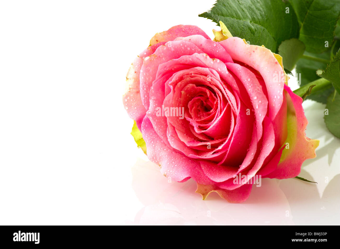 Single beautiful pink rose isolated over white Stock Photo - Alamy