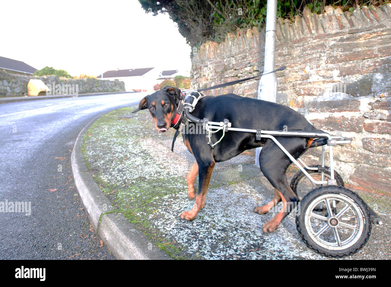 A dog that has suffered a spinal injury fitted with wheels Stock Photo ...
