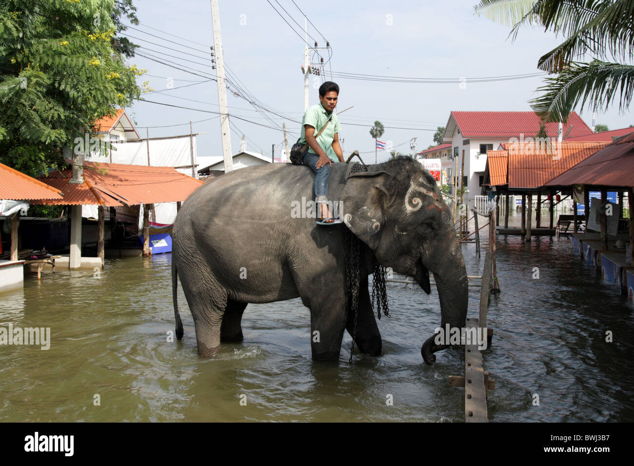 Thai elephant , floodwaters in Ayothaya Floating market Stock Photo - Alamy