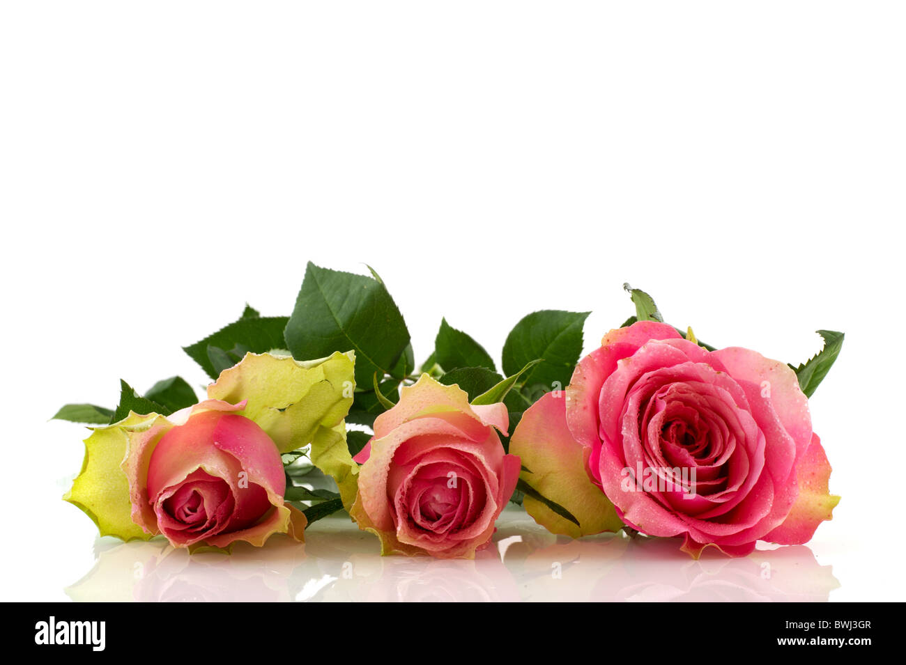 Row with three beautiful pink roses isolated over white Stock Photo - Alamy