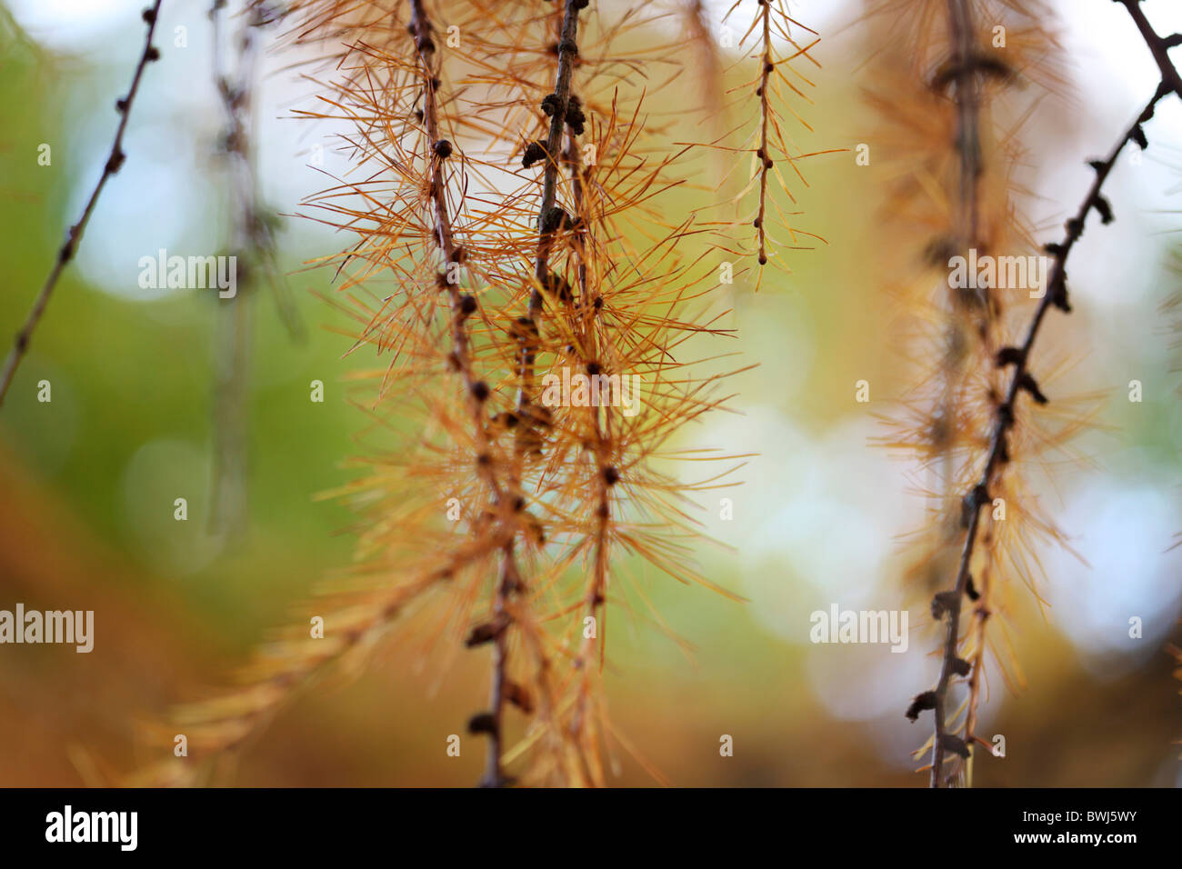 pendulous branches of the european larch tree in autumn - fine art ...
