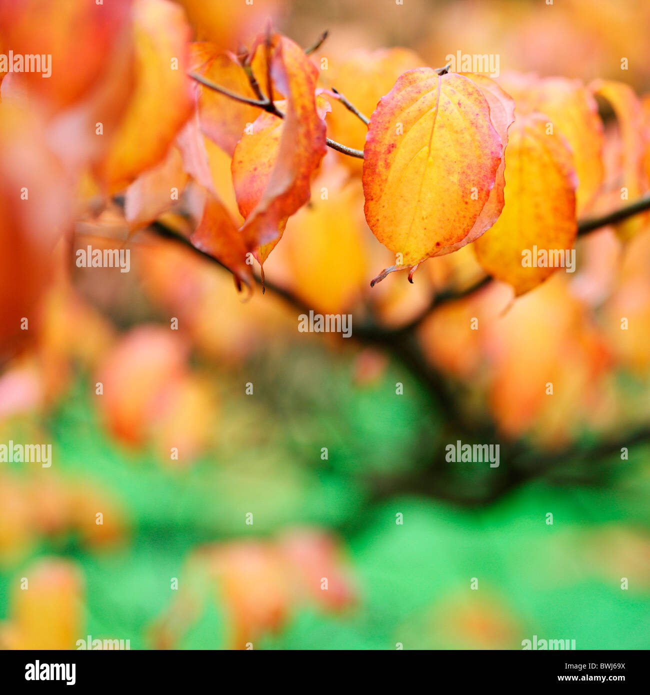 beautiful autumn leaves of the cornus kousa tree - fine art photography ...