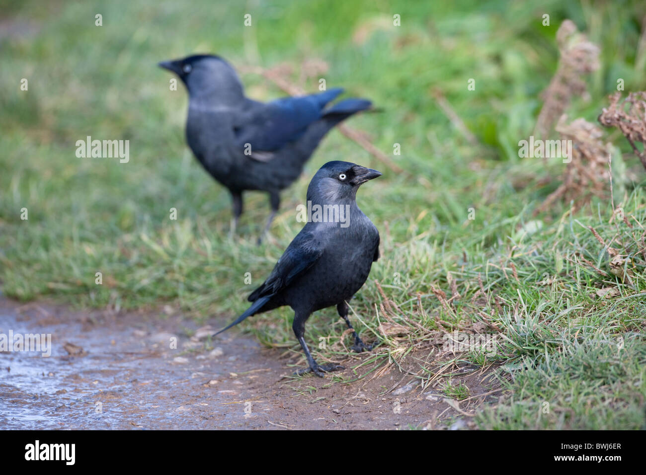 Ground feeding birds hi-res stock photography and images - Alamy