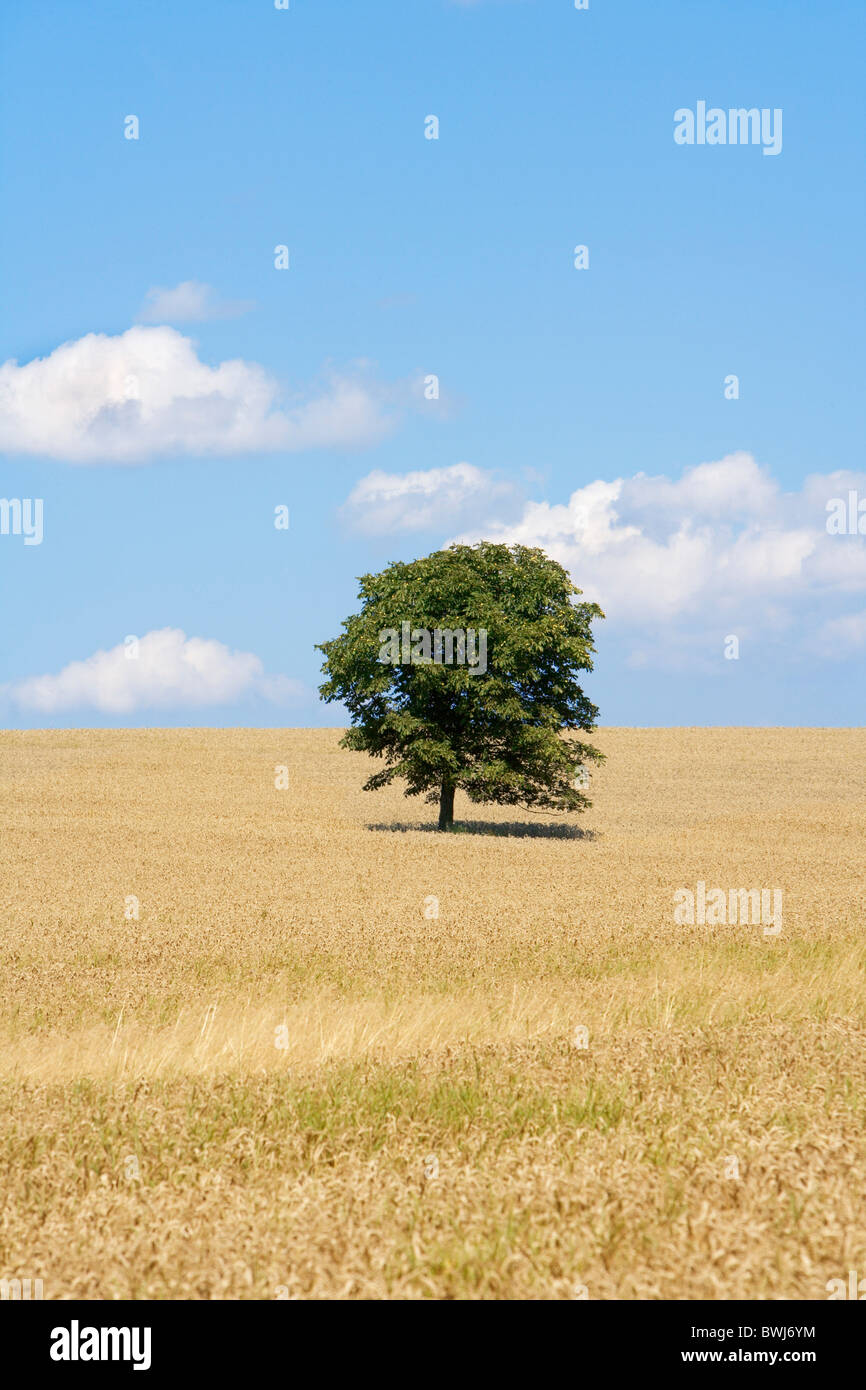 Agriculture Botany Color Colour Country Countryside Crop Crops Czech ...