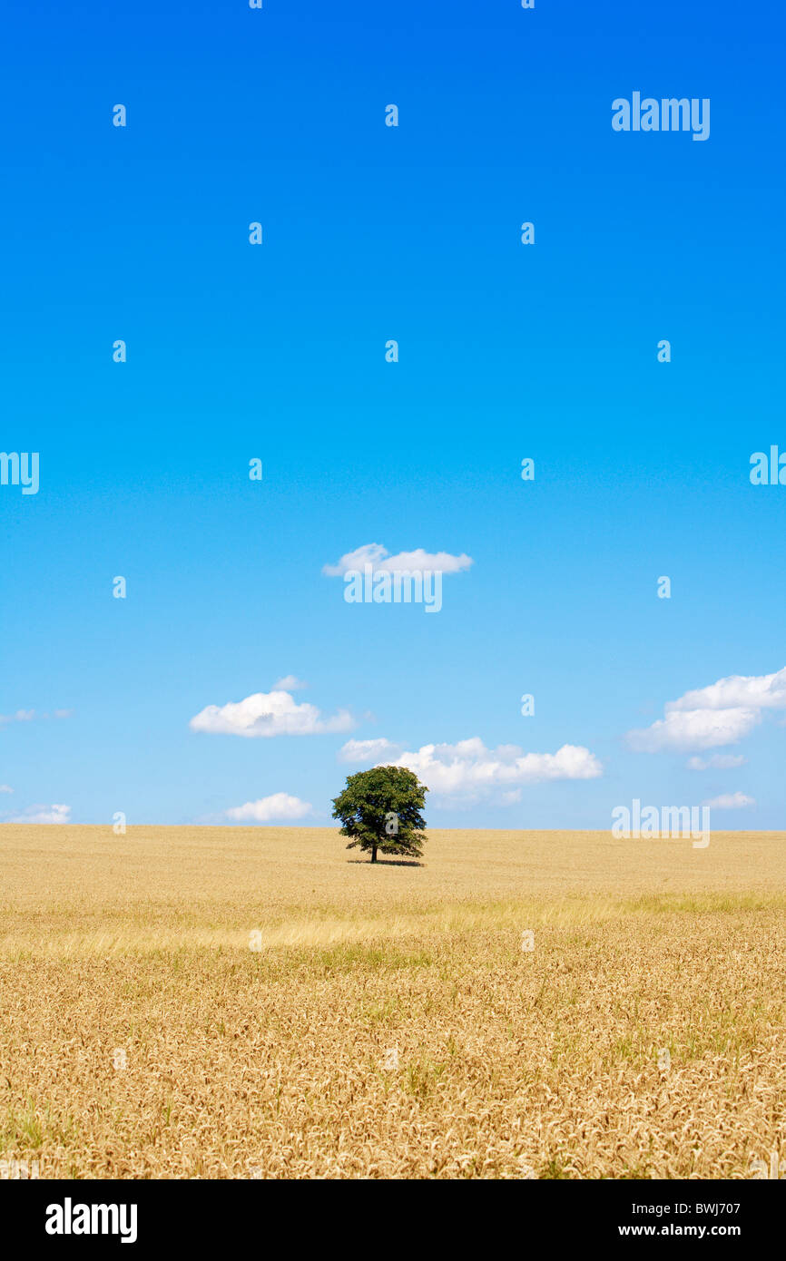 Agriculture Botany Color Colour Country Countryside Crop Crops Czech ...