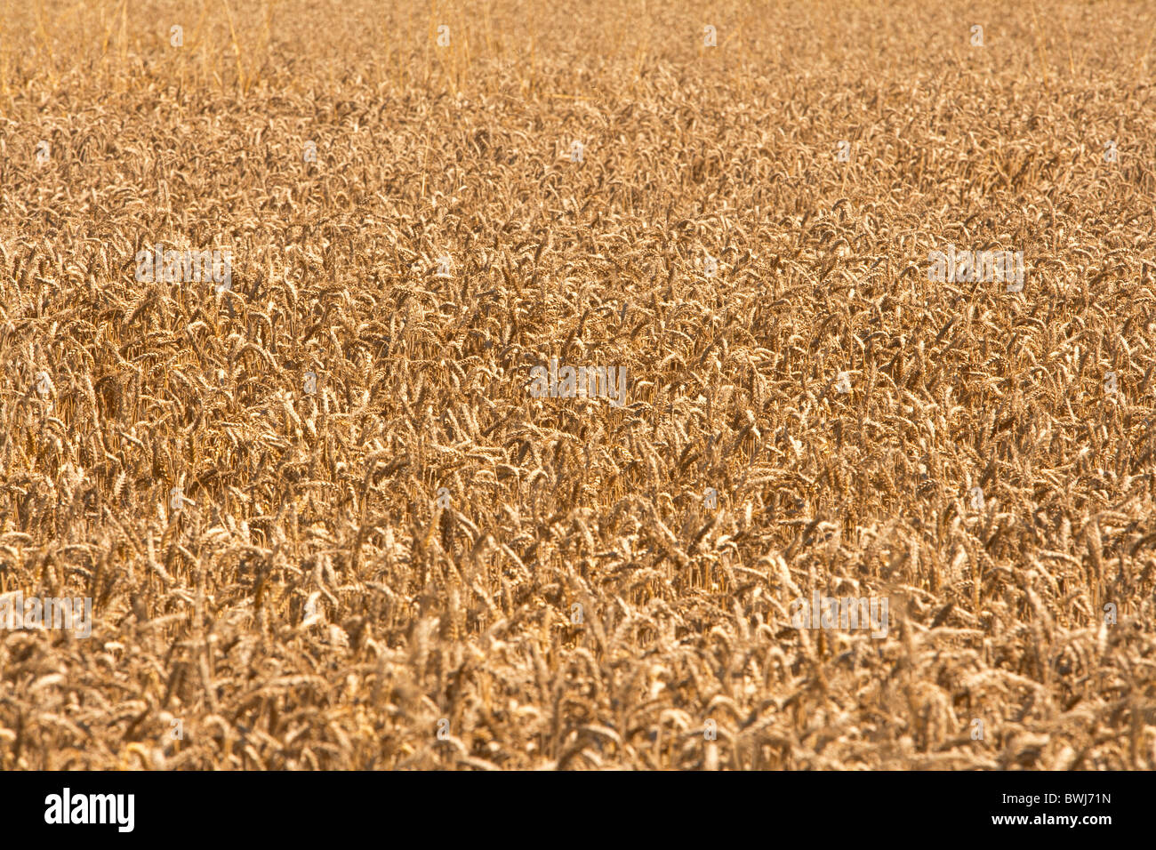 Agriculture Background Backgrounds Barley Blurred Botany Cereal Cereals ...