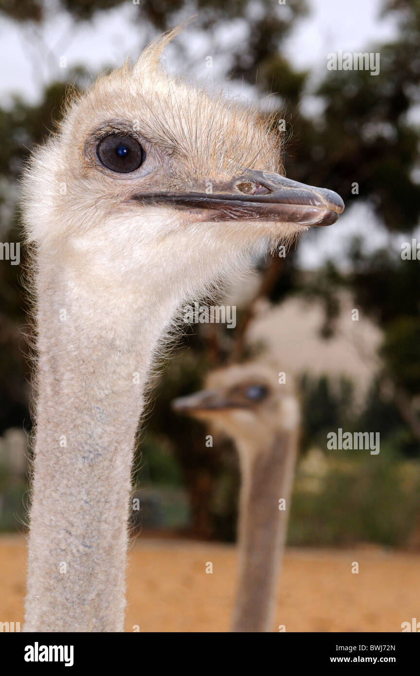 Portrait of male Ostrich, Struthio camelus, Ostrich farm, Alexander Bay ...
