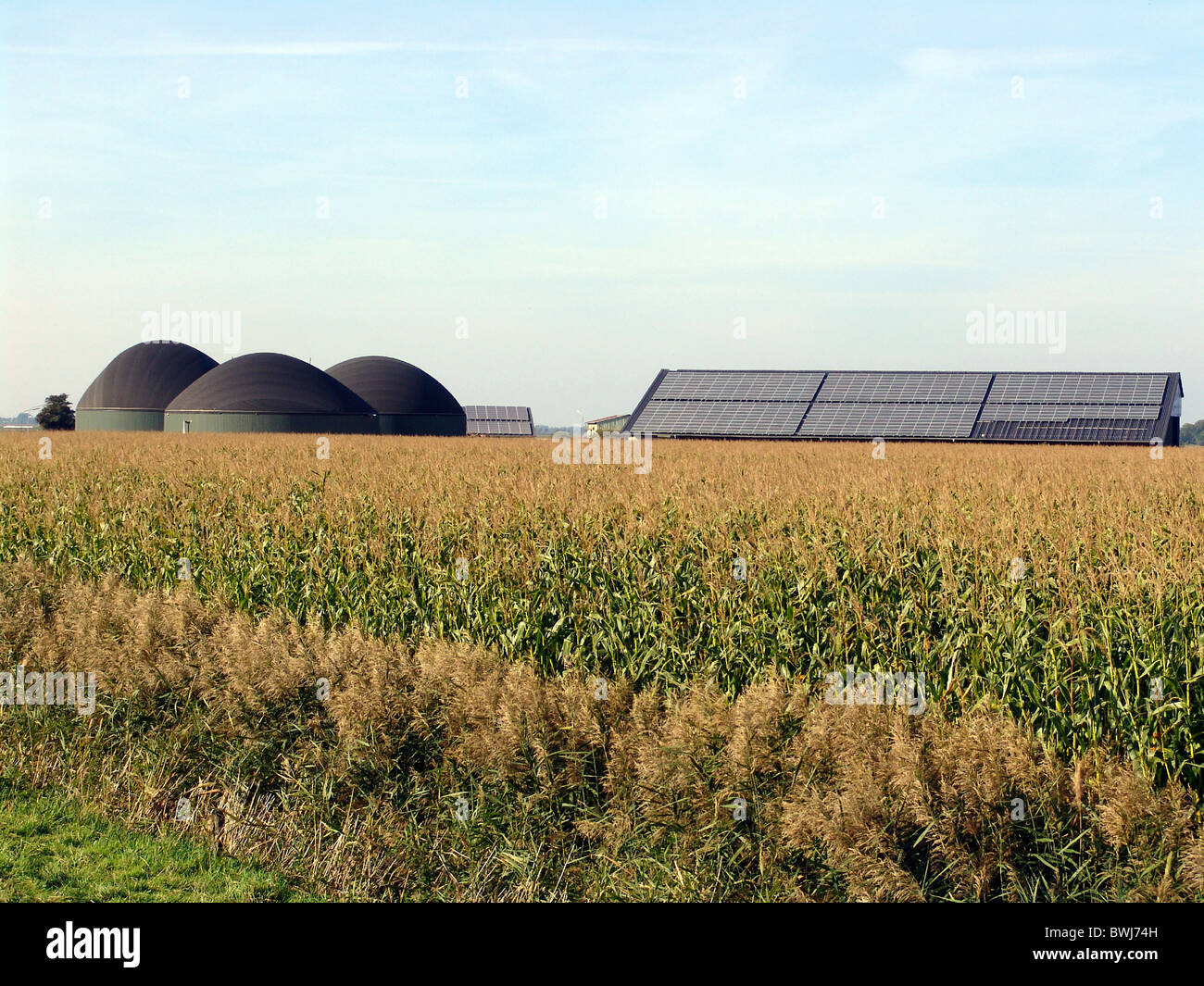 fermentation gas complex fermentation gas biomass renewable ...