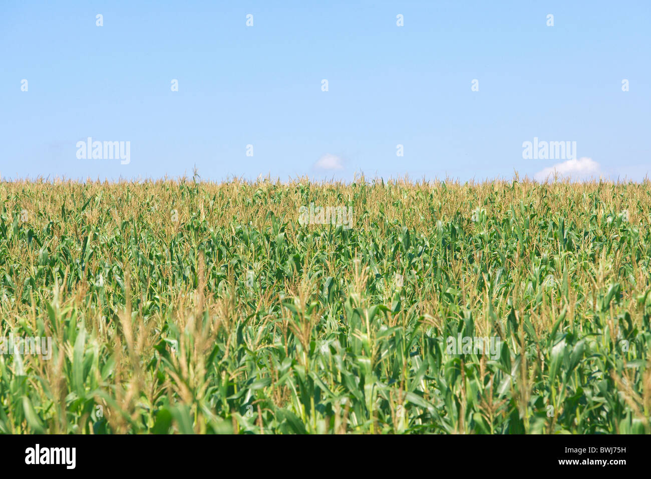 Agriculture Cereal Cereals Color Colour Corn Corn field Corn fields ...