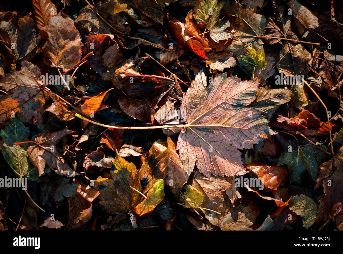 Dead Sycamore Tree High Resolution Stock Photography and Images - Alamy