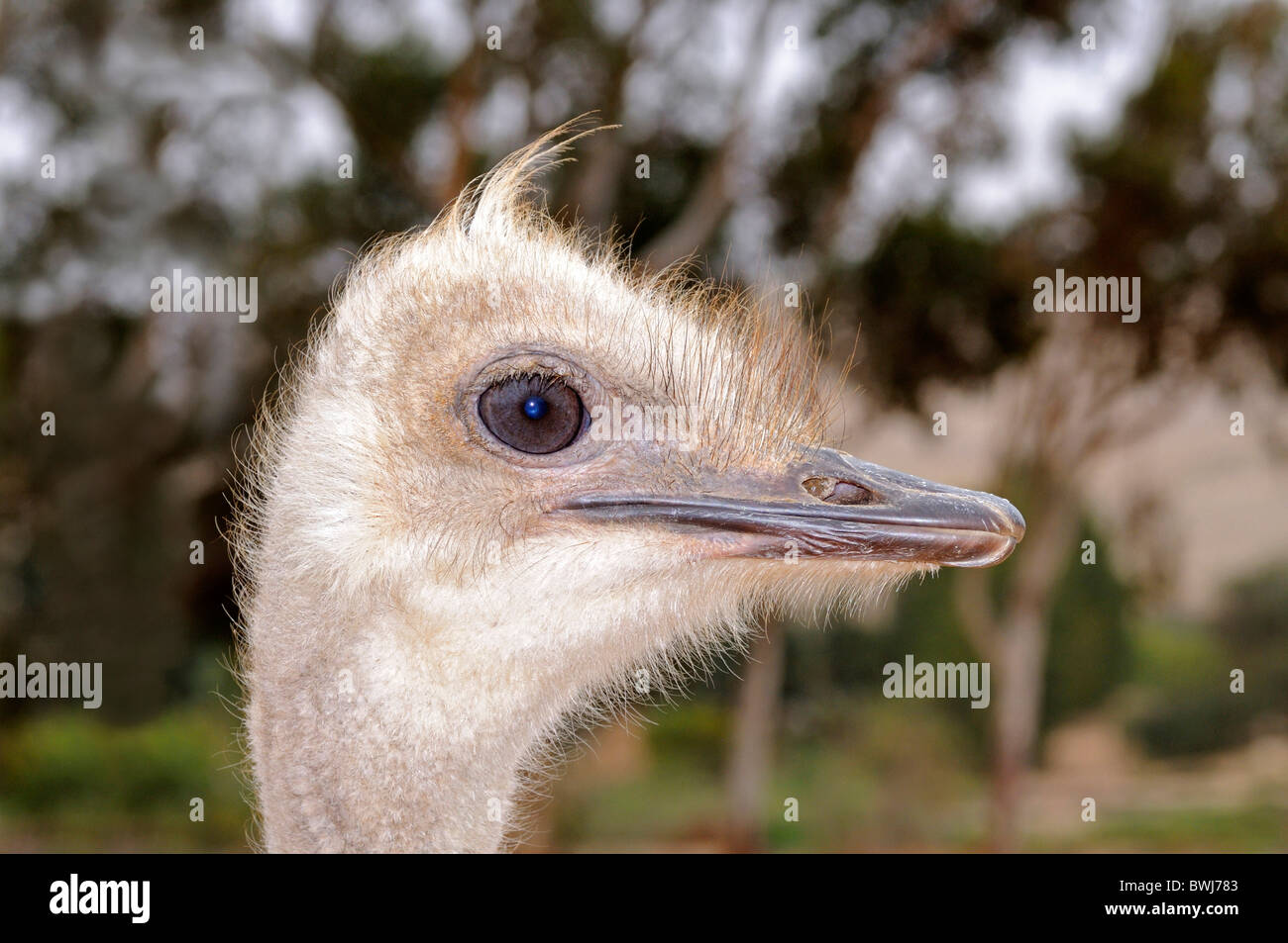 Portrait of male Ostrich, Struthio camelus, Ostrich farm, Alexander Bay ...