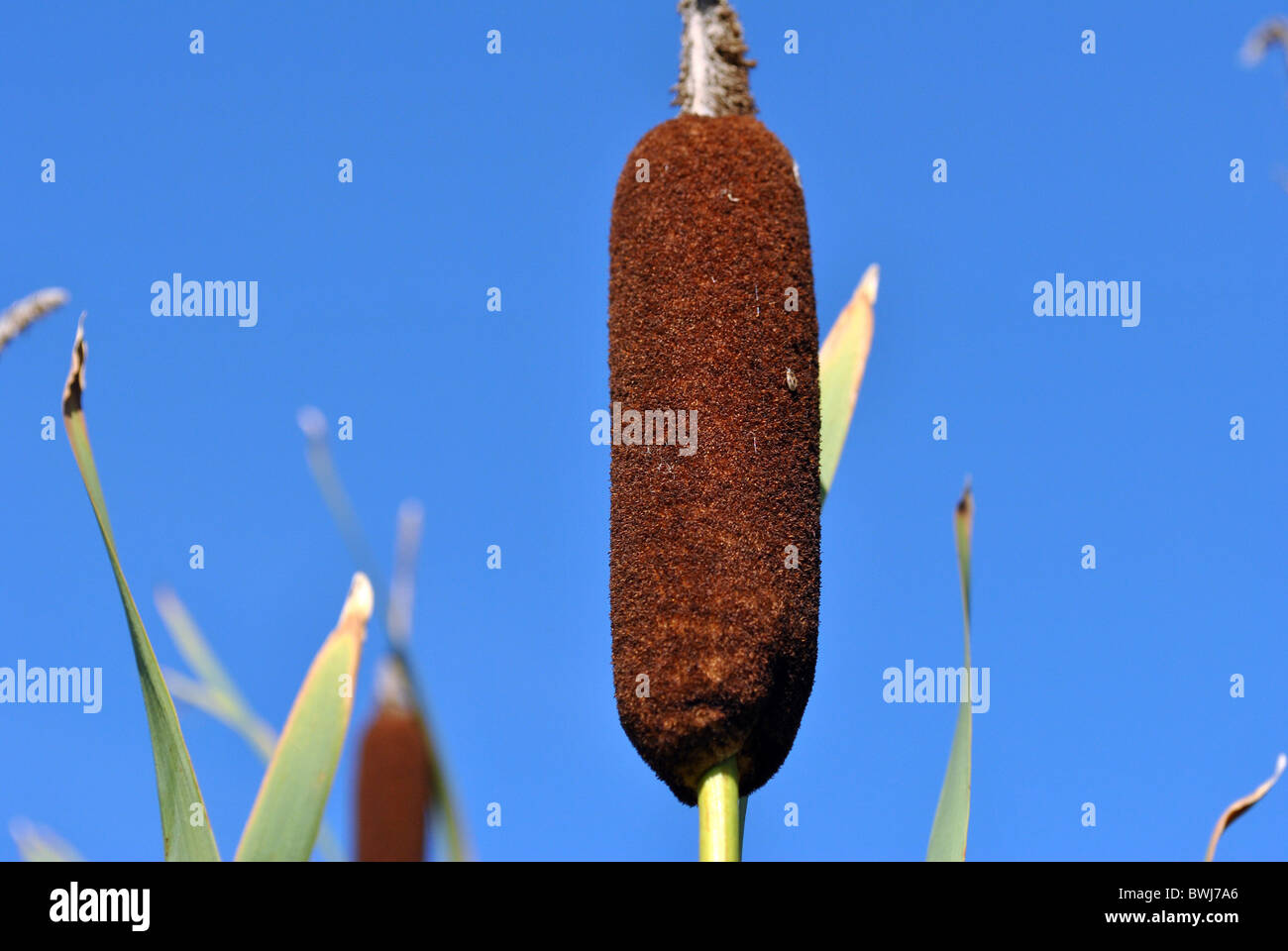 close up cattails plants Stock Photo - Alamy