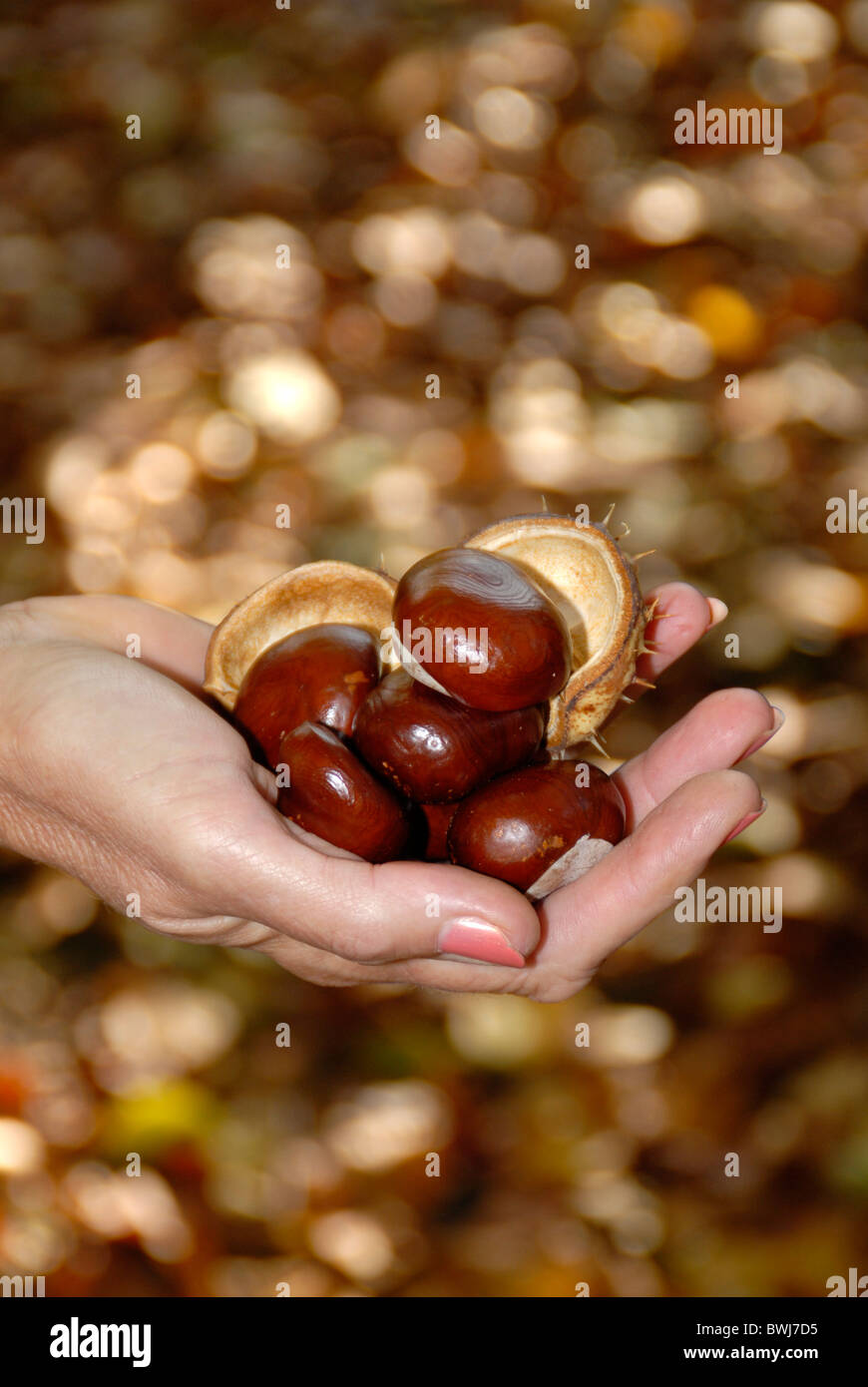 horse chestnuts Aesculus hippocastanum fruits inedible hand autumn ...