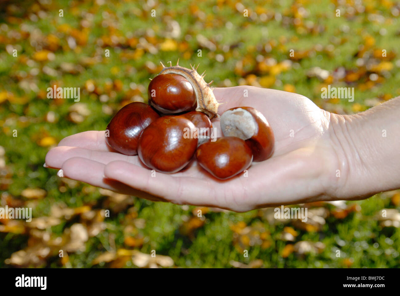 horse chestnuts Aesculus hippocastanum fruits inedible hand autumn ...
