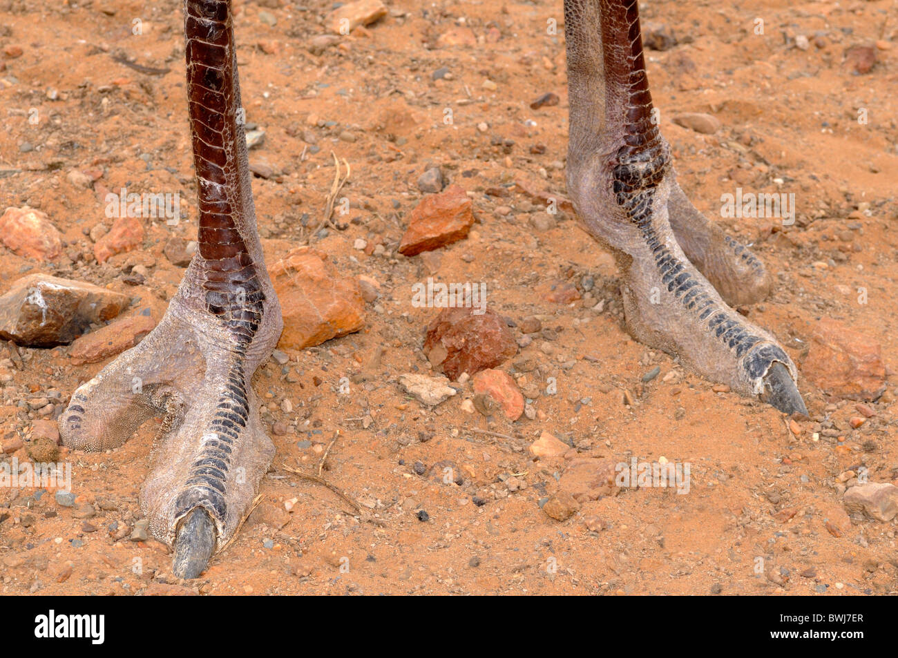 Ostrich feet hi-res stock photography and images - Alamy