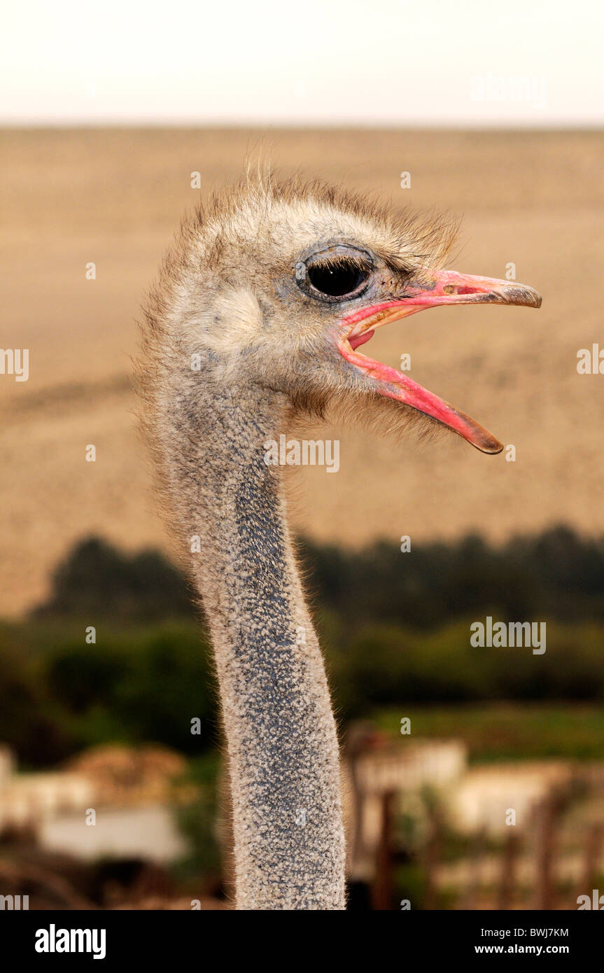 Portrait of male Ostrich, Struthio camelus, Ostrich farm, Alexander Bay ...