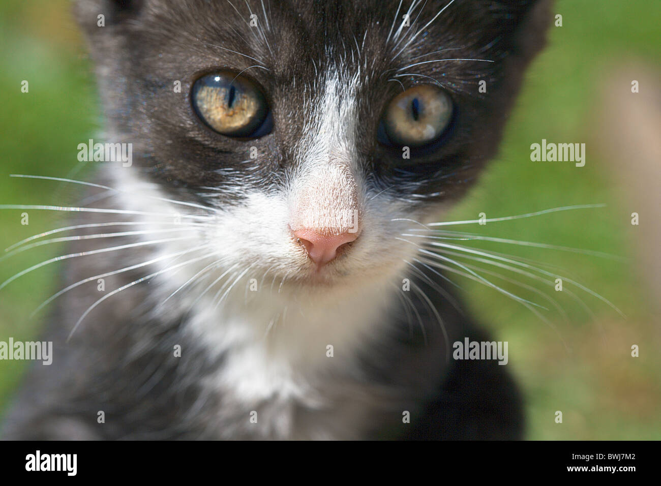 Cat facing colour hi-res stock photography and images - Alamy