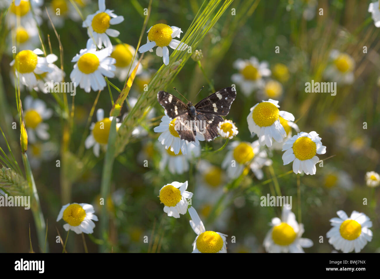 Bohemia Butterflies Butterfly Color Colour Czech Republic Daisy Daisies ...