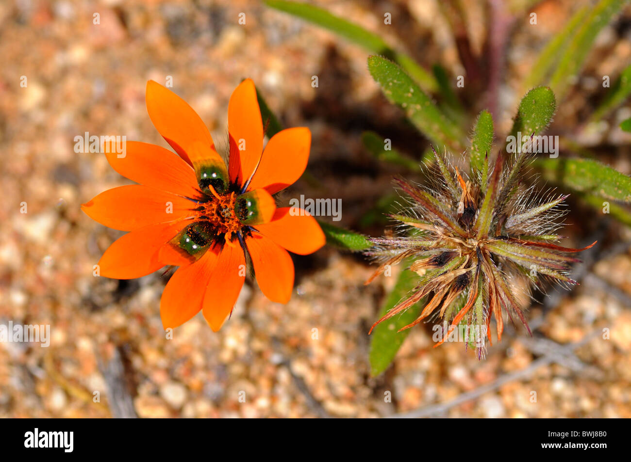 Beetle daisy, Gorteria diffusa, Springbok, Namaqualand, South Africa ...