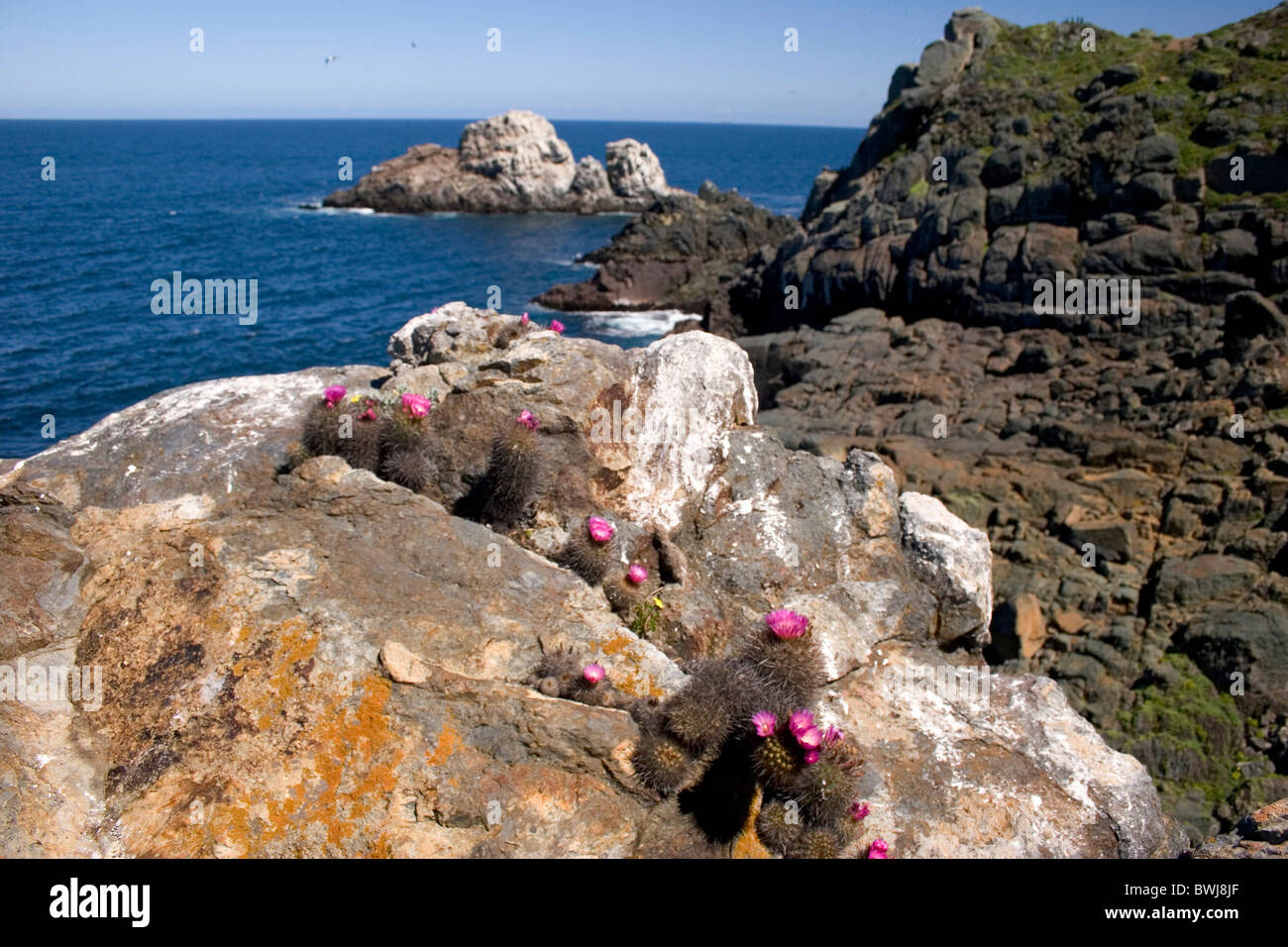 Chile South America central Chile los Molles coast scenery landscape ...