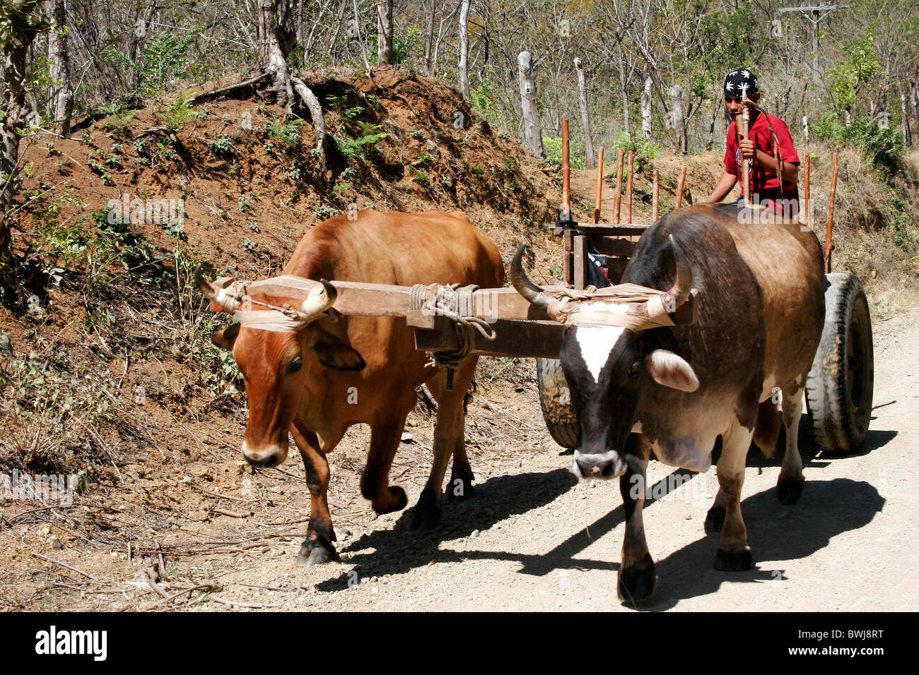 Nicaragua Central America cattle ox carts cars carriages cages ...