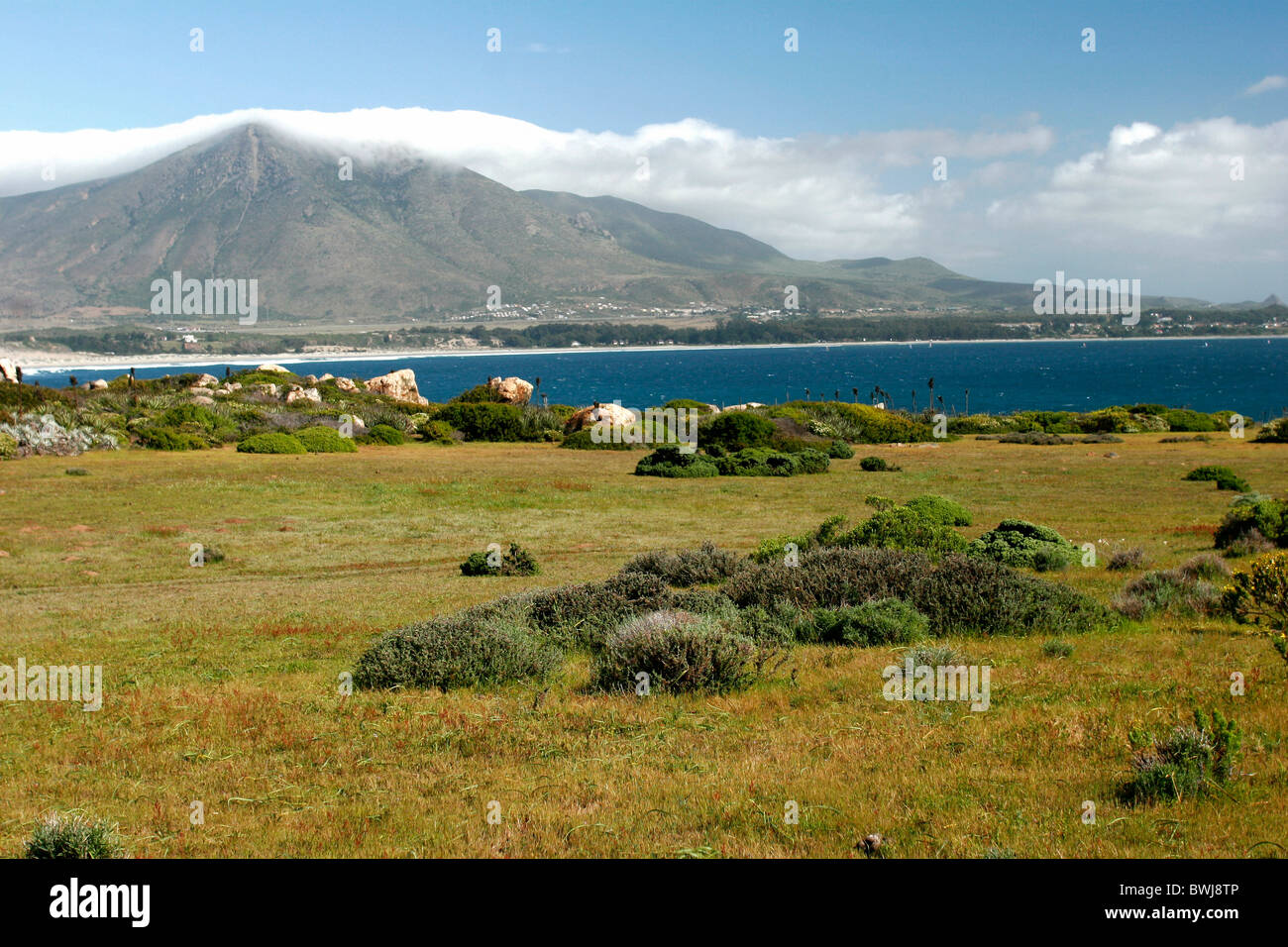 Chile South America Pichidangui Pacific coast coast vegetation scenery ...
