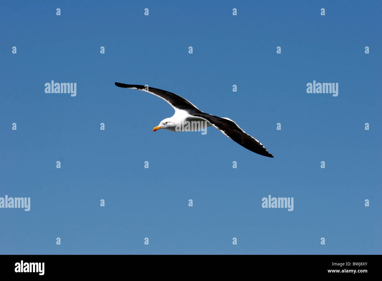 Dominikanermowe hi-res stock photography and images - Alamy