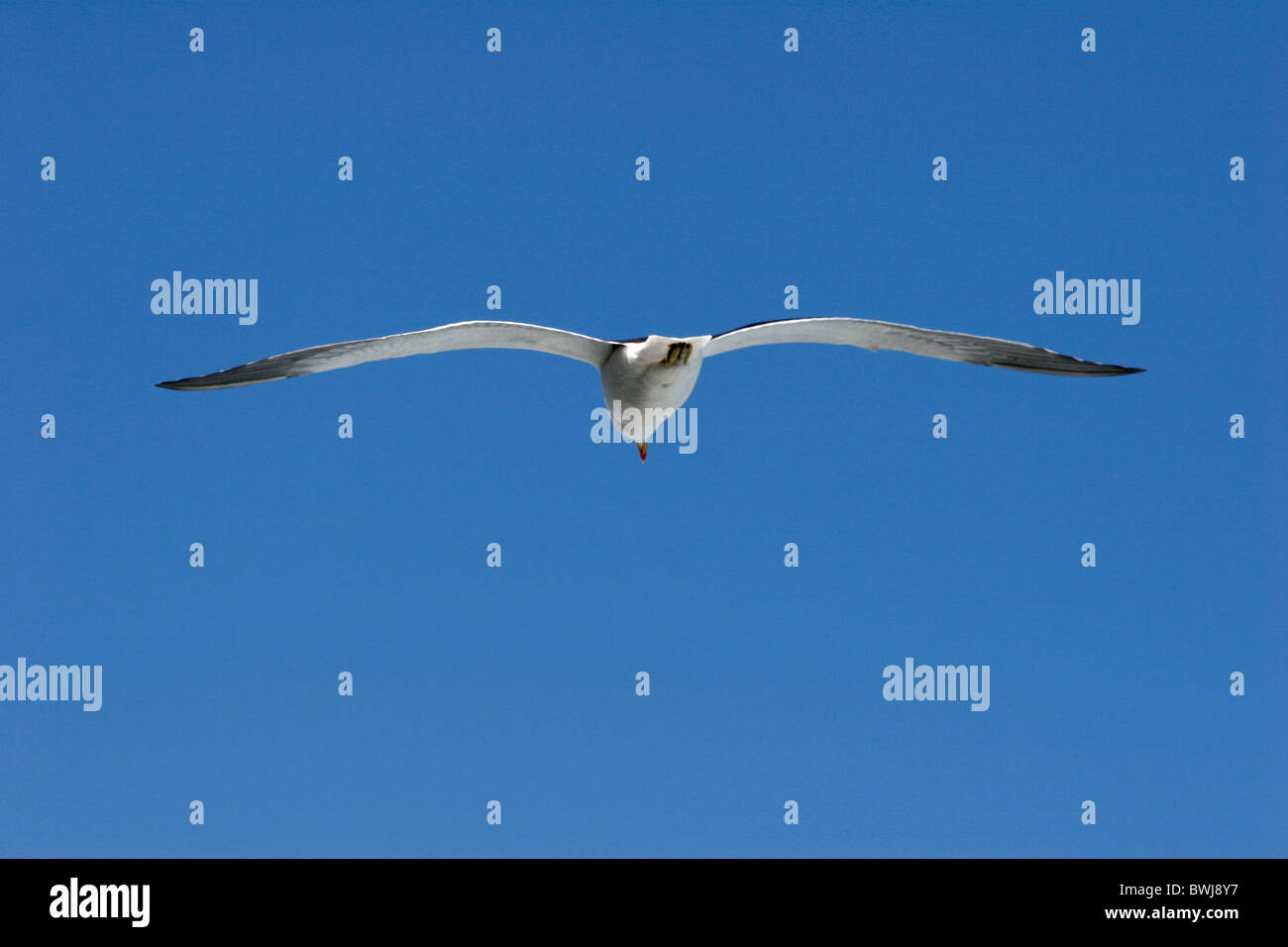 Dominikanermowe hi-res stock photography and images - Alamy