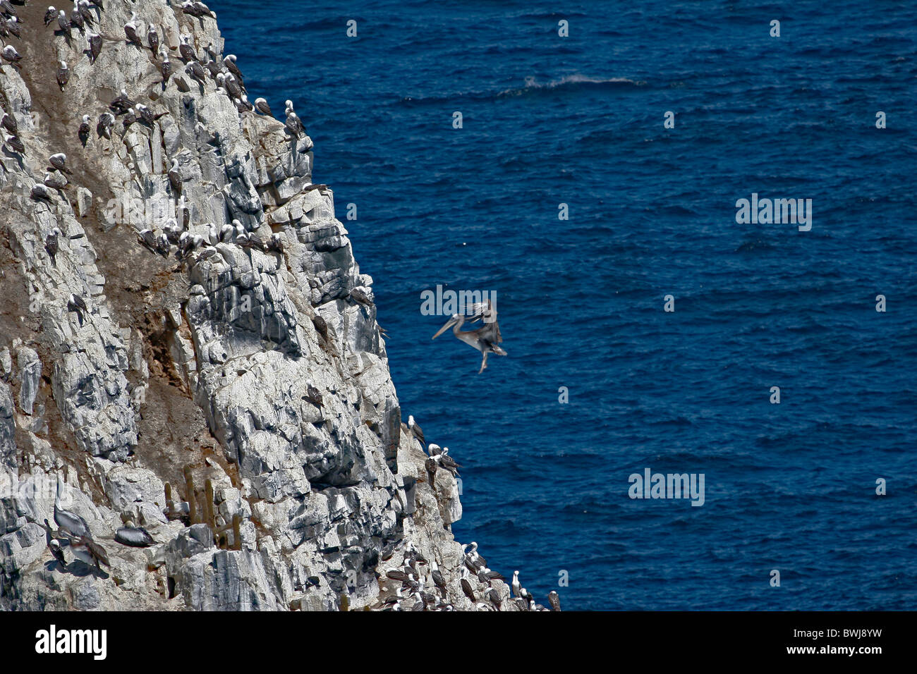 Sula variegata guano hi-res stock photography and images - Alamy