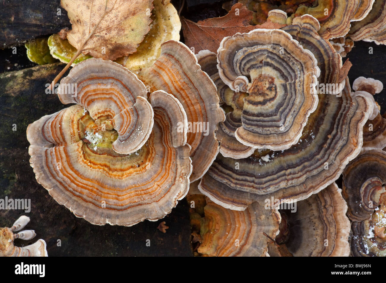 Many-zoned polypore Coriolus versicolor Stock Photo - Alamy