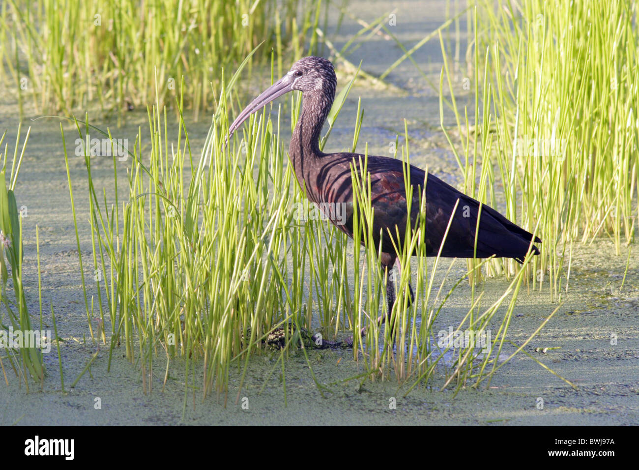 wildlife birds animals waders ibis North America Florida Stock Photo ...